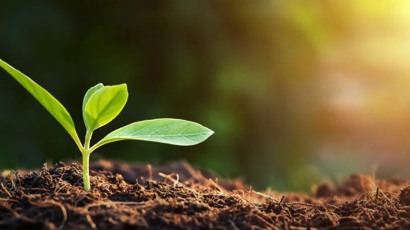 Earth Magic: Grounding with the Element of Stability and Abundance ...